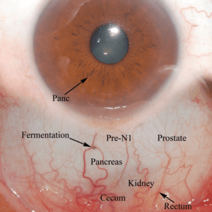 SCLEROLOGY WALLCHART – Grand Medicine Eyology | Iridology